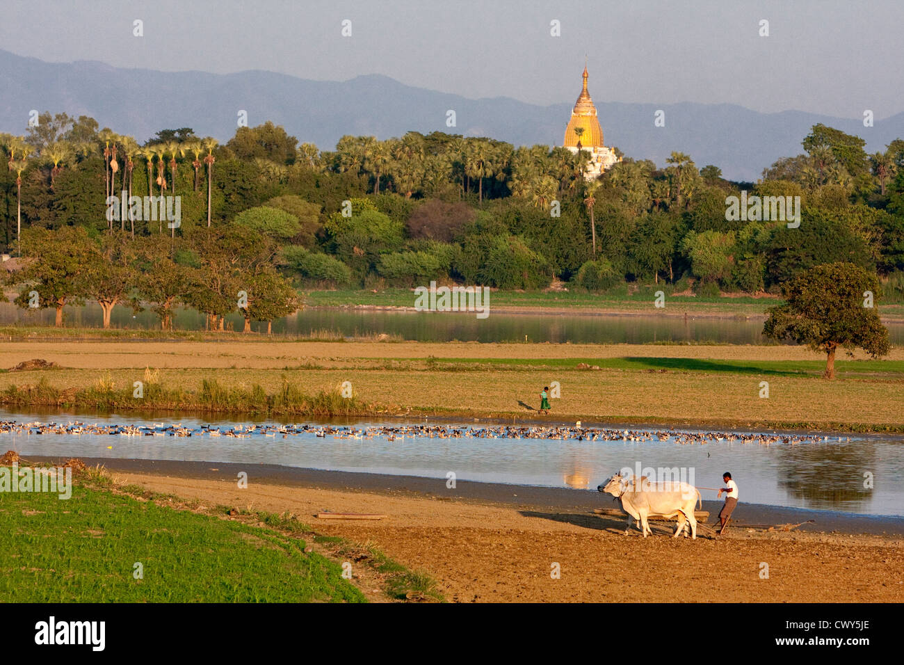 Farmer plowing field myanmar hi-res stock photography and images - Alamy