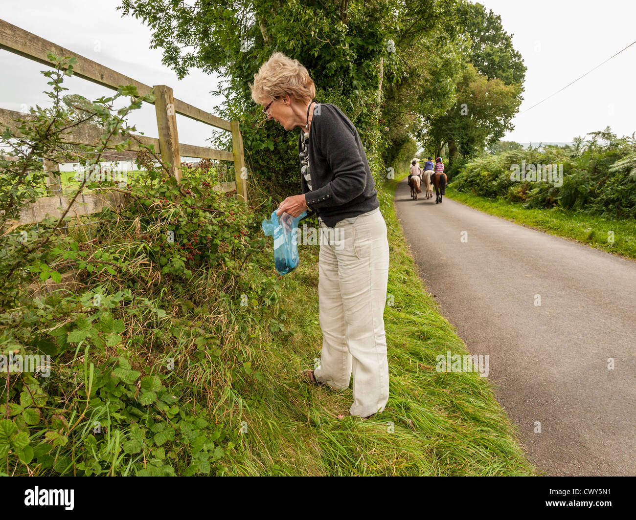 LADY PENSIONER FORAGING FOR BLACKBERRIES IN COUNTRY LANE WITH HORSES ...