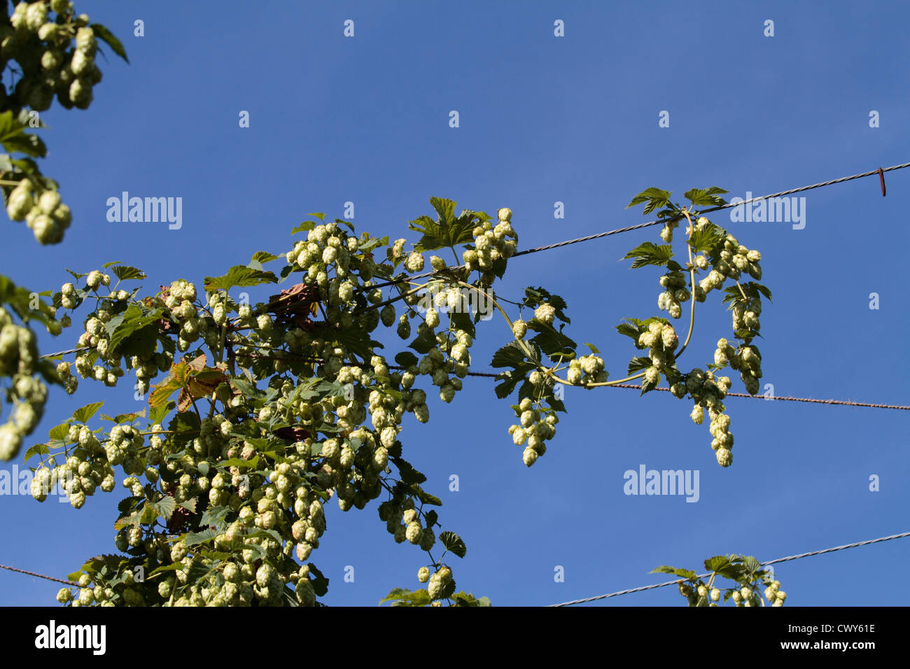 Hops Kent Stock Photos & Hops Kent Stock Images - Alamy