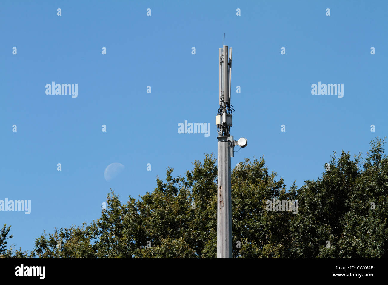Mast trees hi-res stock photography and images - Alamy