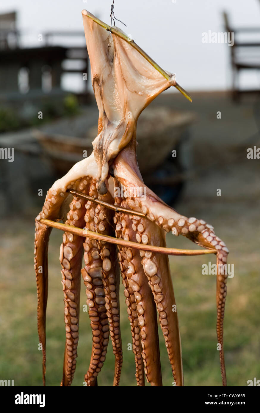 Squid legs squid legs hi-res stock photography and images - Alamy