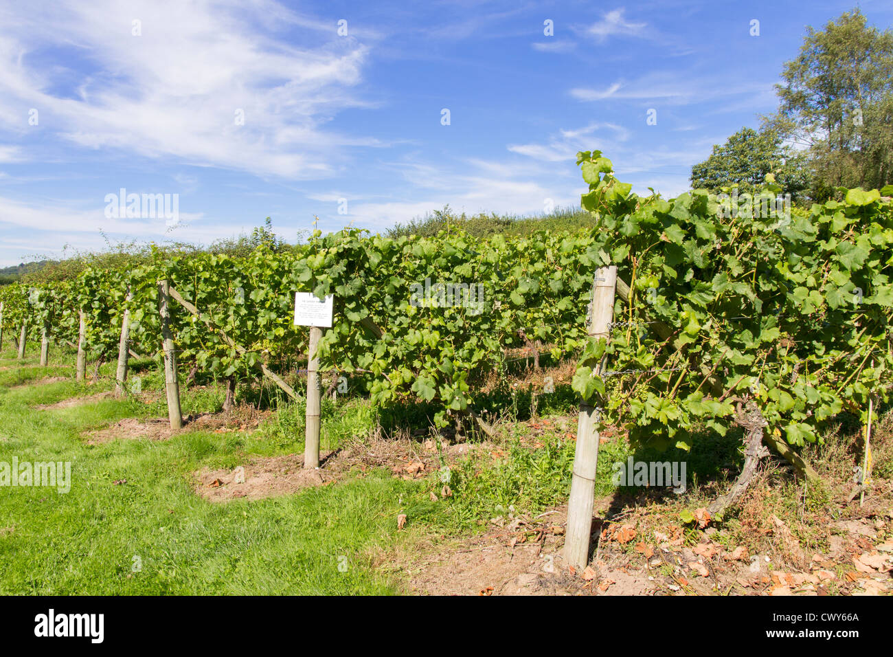 Grapes growing on the vine in a British vineyard in the West Midlands ...