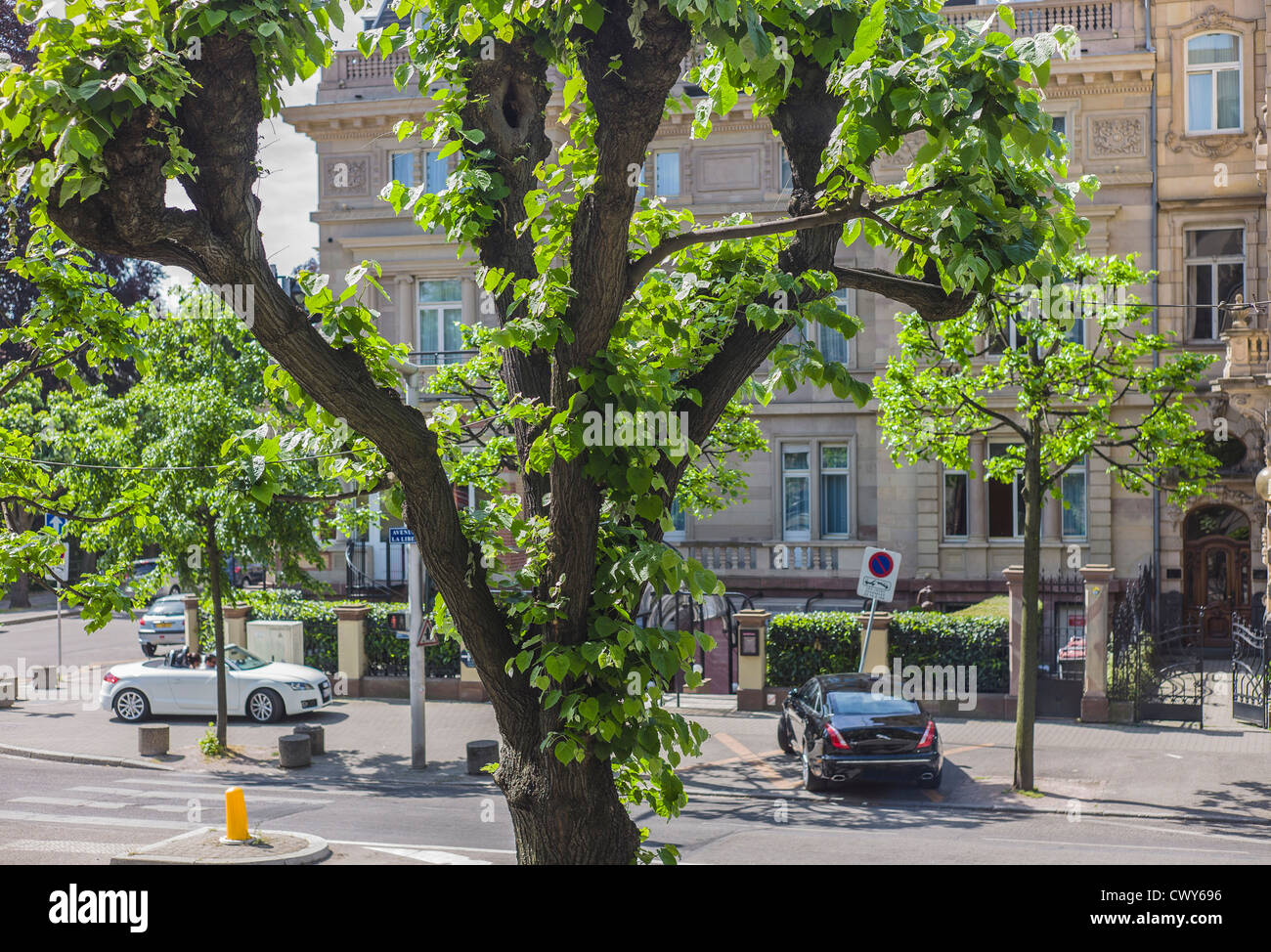 Tree with spring leaves, Strasbourg, Alsace, France Stock Photo - Alamy