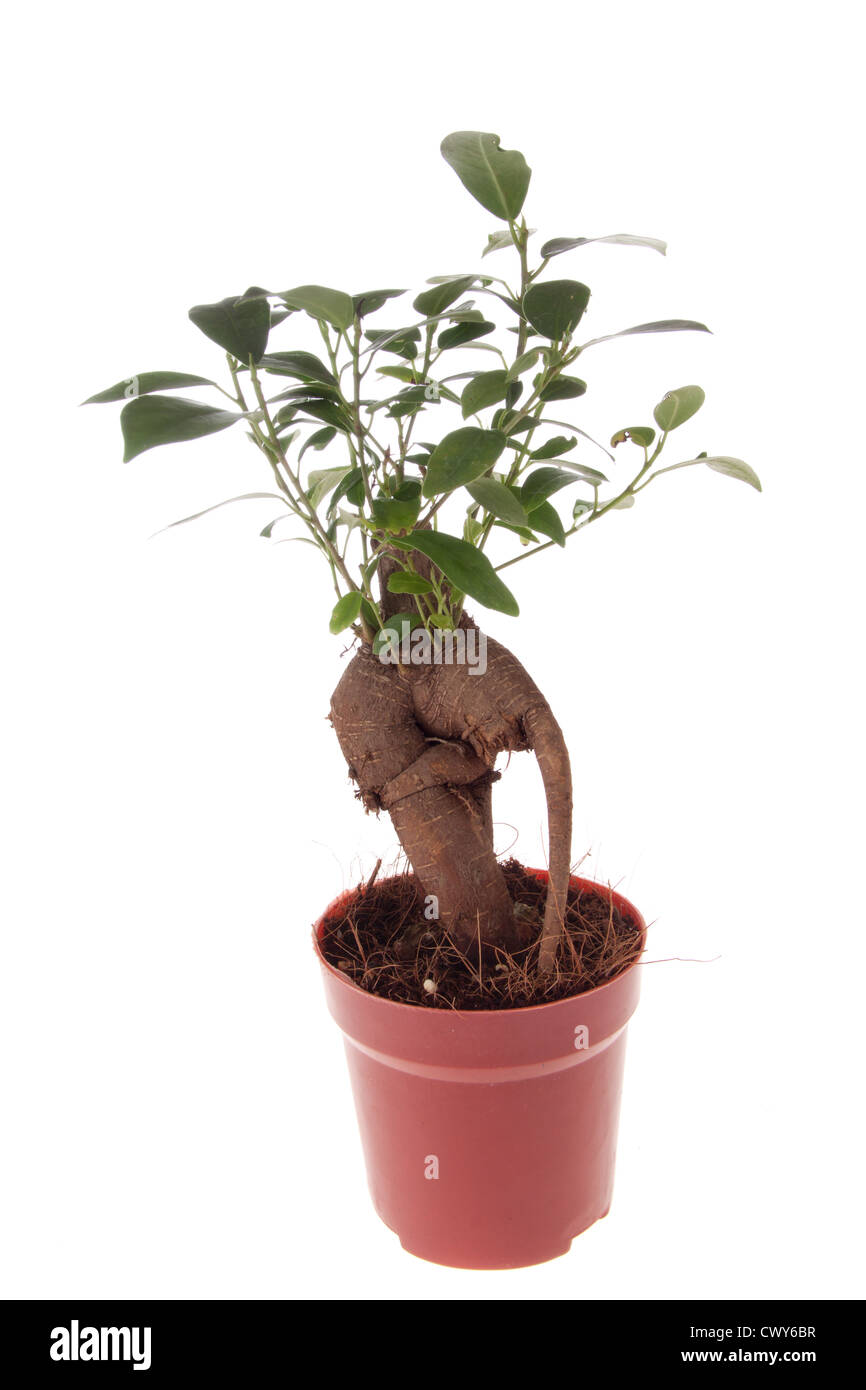 Ficus tree Cut Out Stock Images & Pictures - Alamy