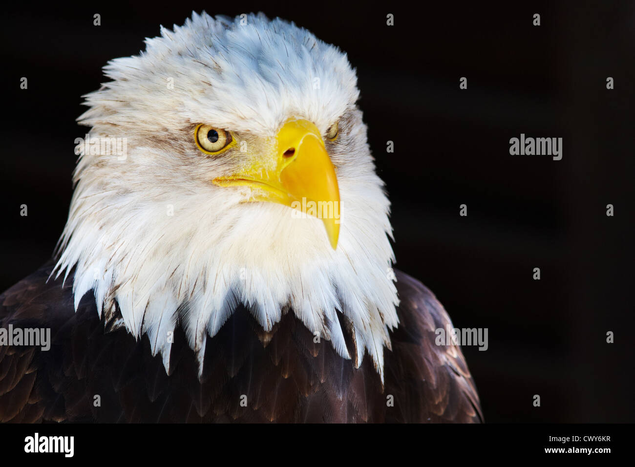 Bald eagle portrait on a dark background Stock Photo - Alamy