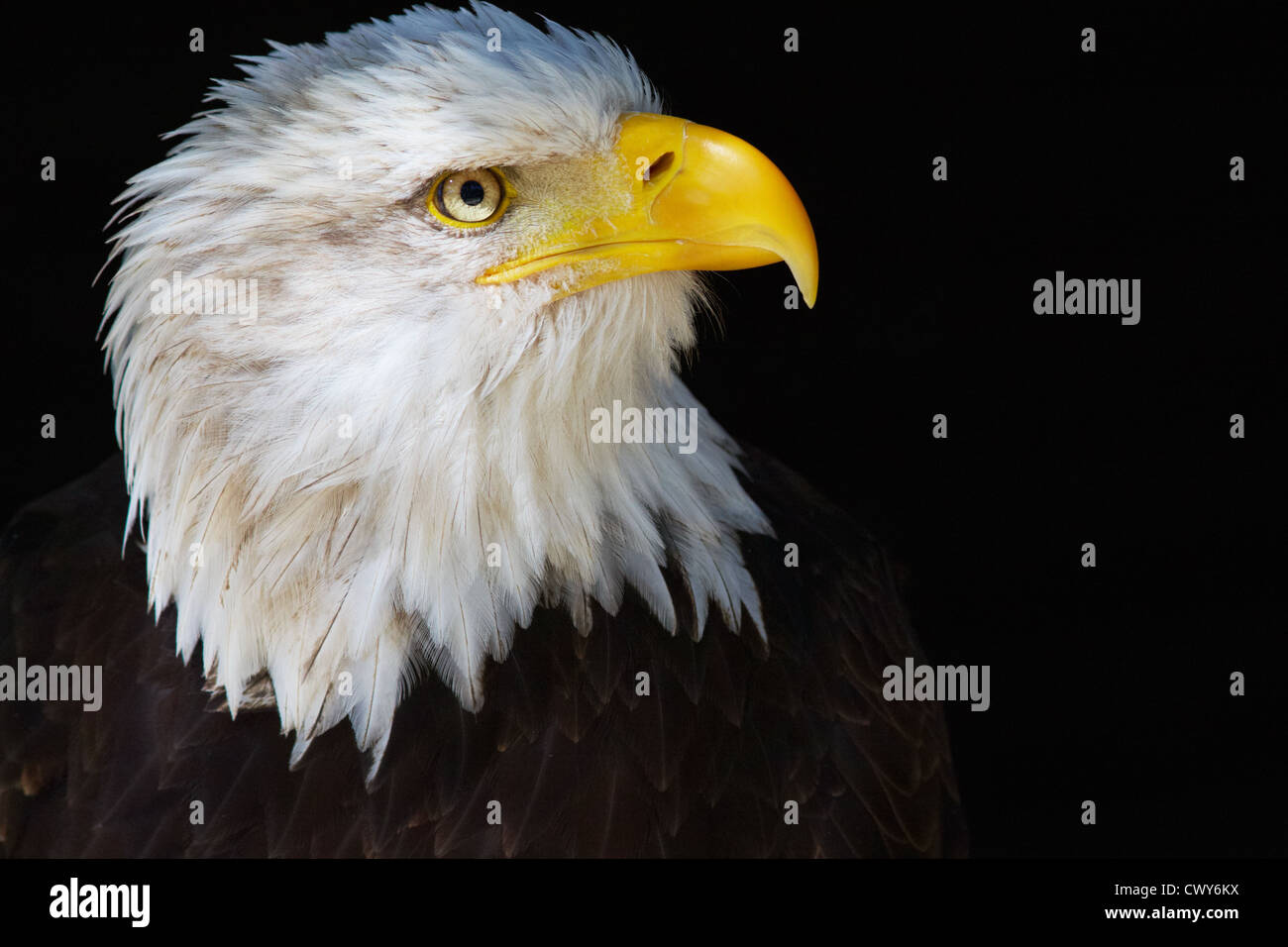 Bald eagle portrait on a dark background Stock Photo - Alamy