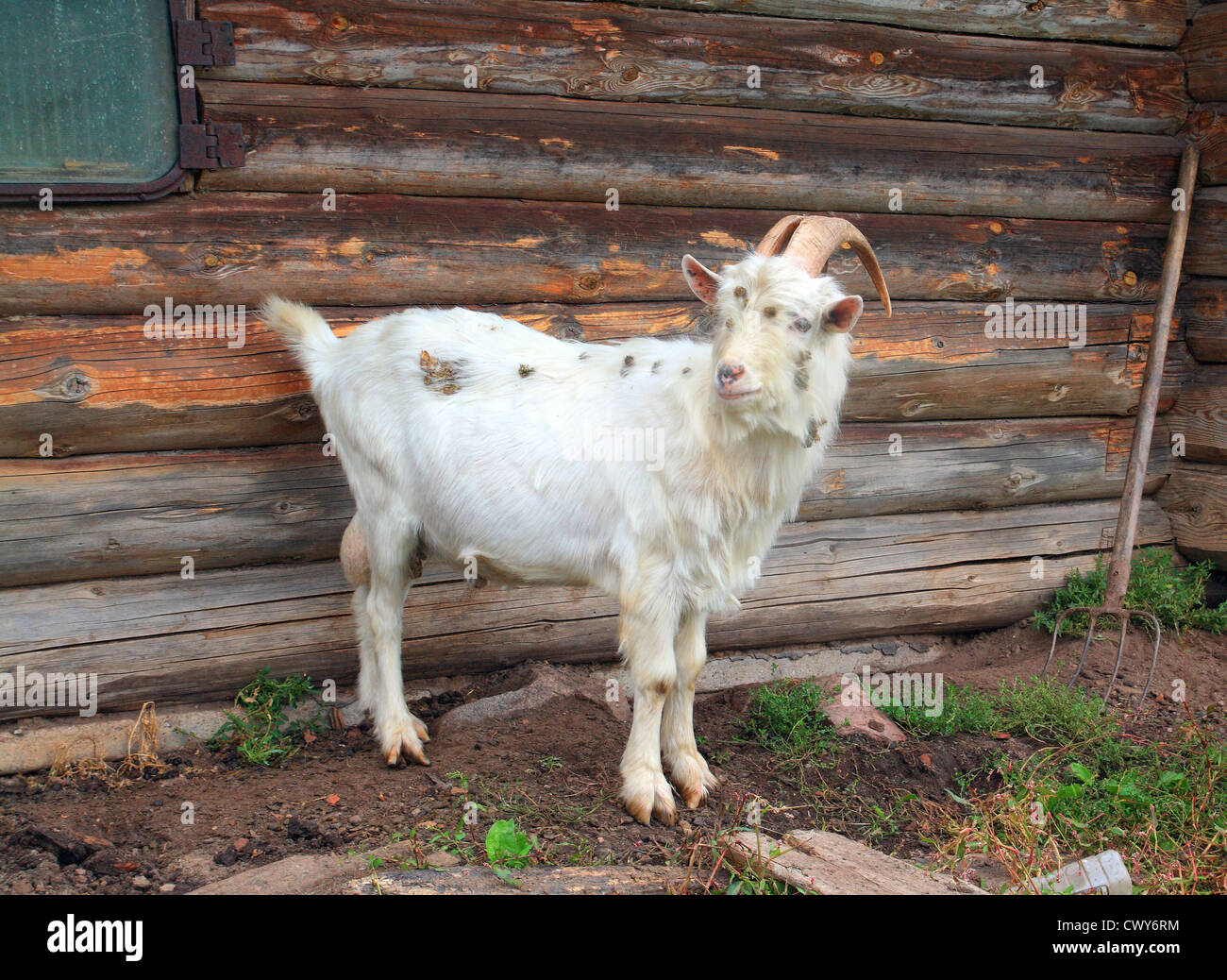 nanny goat near rural building Stock Photo - Alamy