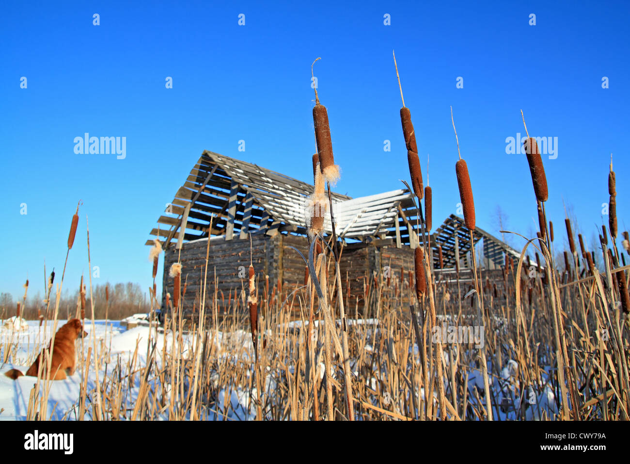 Bulrush house hi-res stock photography and images - Alamy