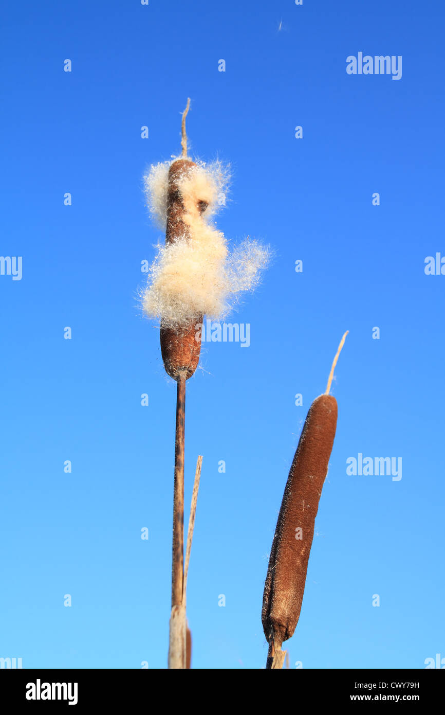 dry bulrush on celestial background Stock Photo - Alamy