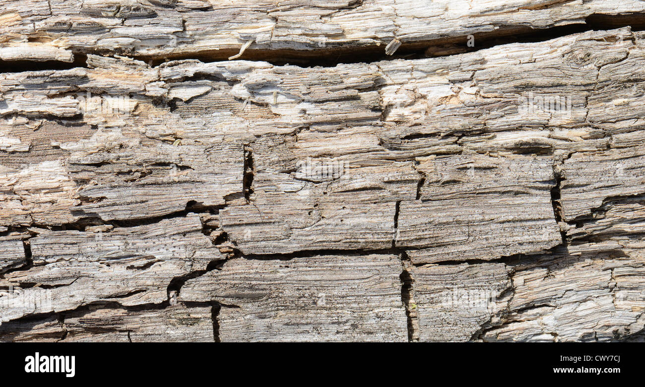 close up rough old wood texture background Stock Photo - Alamy