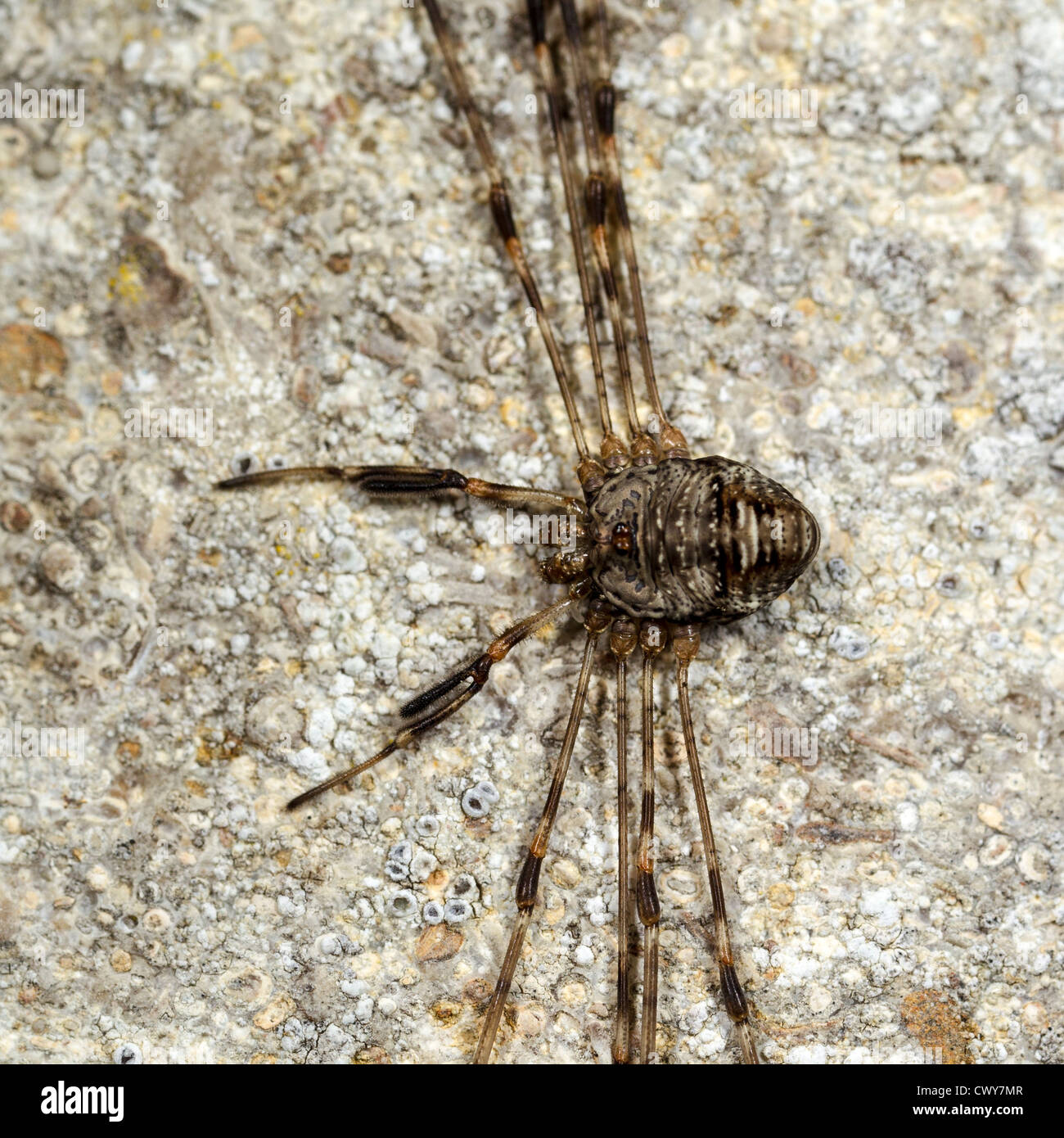Dicranopalpus ramosus, a type of harvestman spider, resting on a wall ...
