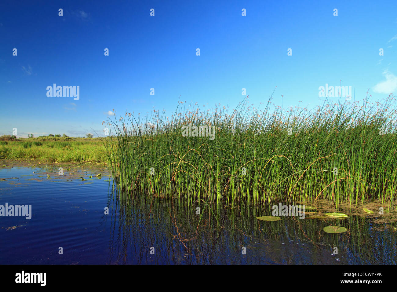 Bed Of Typha Latifolia High Resolution Stock Photography and Images - Alamy