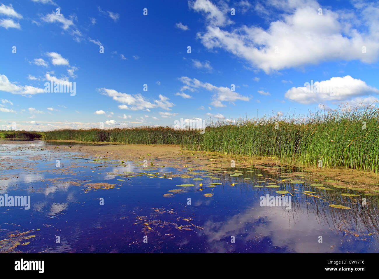 summer marsh under cloudy sky Stock Photo - Alamy