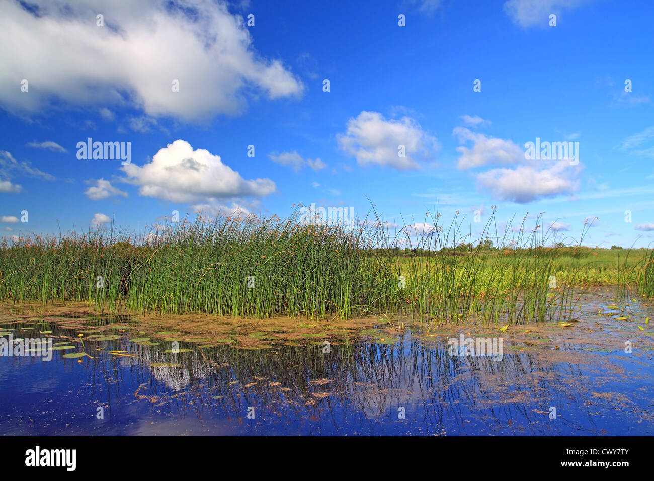 Marsh herb hi-res stock photography and images - Alamy