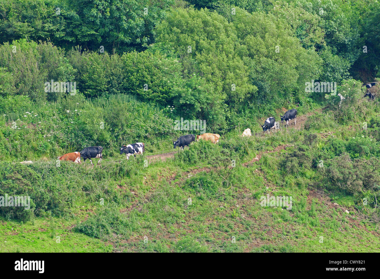 Herd of cows coming down Devon hillside path to be milked Stock Photo ...