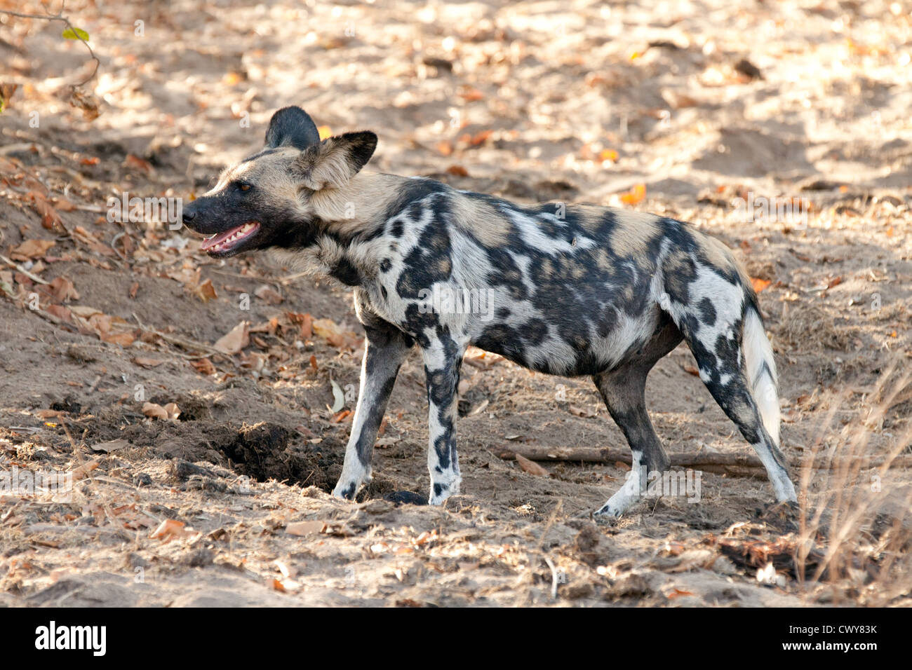 Adult female African Wild Dog (Lycaon Pictus), the Selous game reserve ...