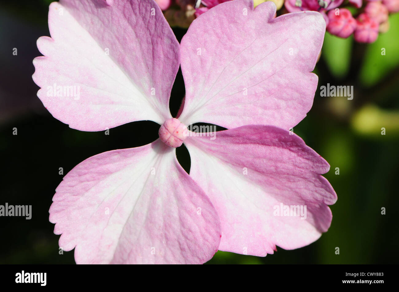 Single outer flower of Hydrangea macrophylla Lacecap Stock Photo - Alamy