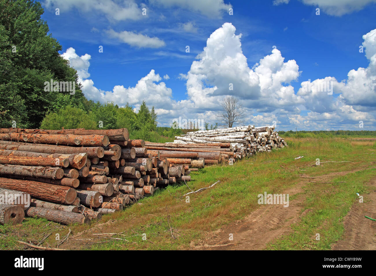 timber in a field near the forest Stock Photo - Alamy