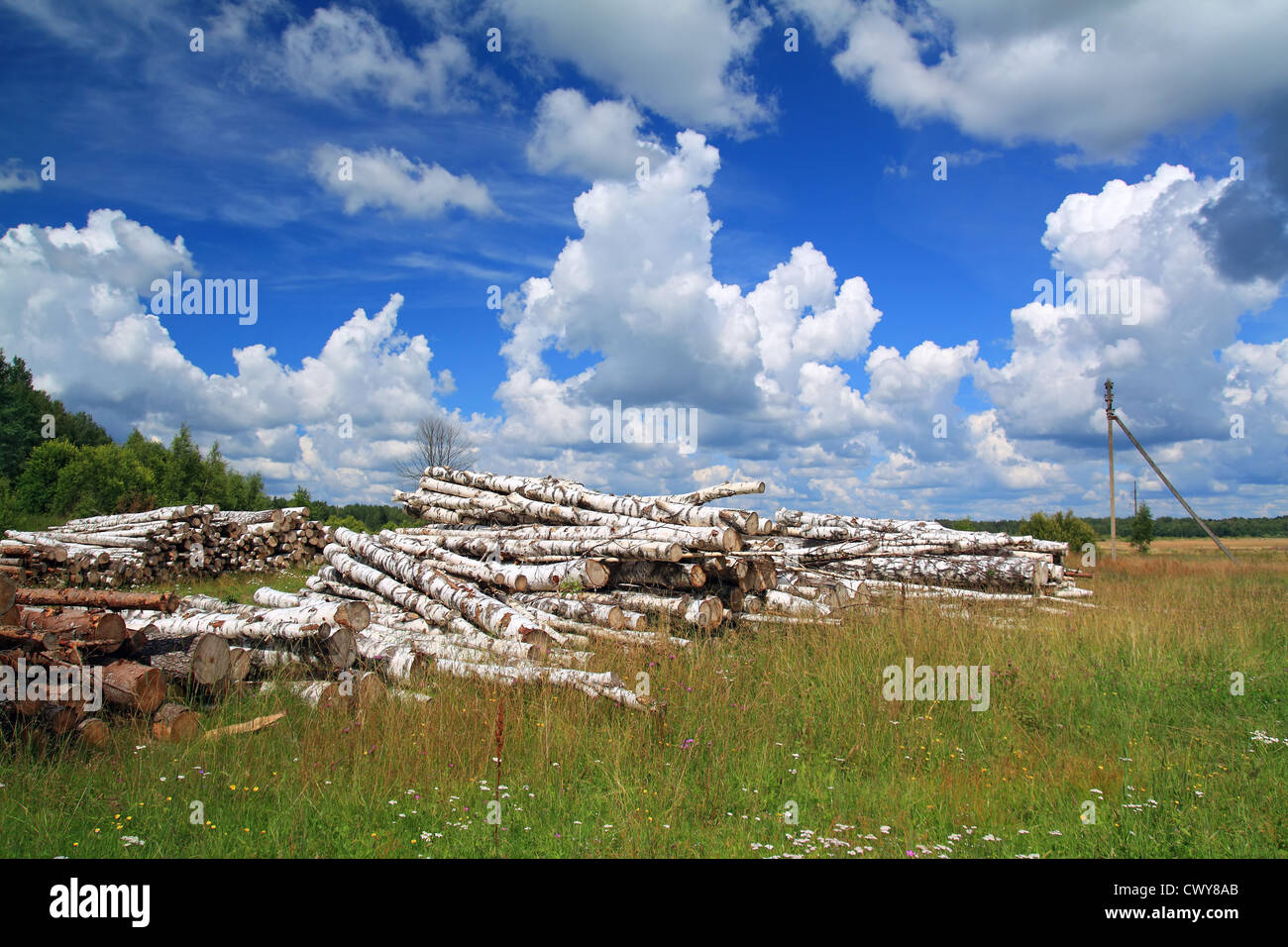 Field forest a hi-res stock photography and images - Alamy
