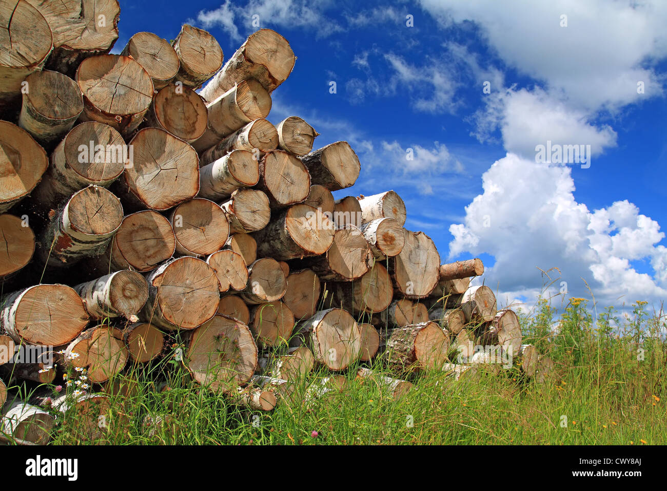 Timber sap hi-res stock photography and images - Alamy