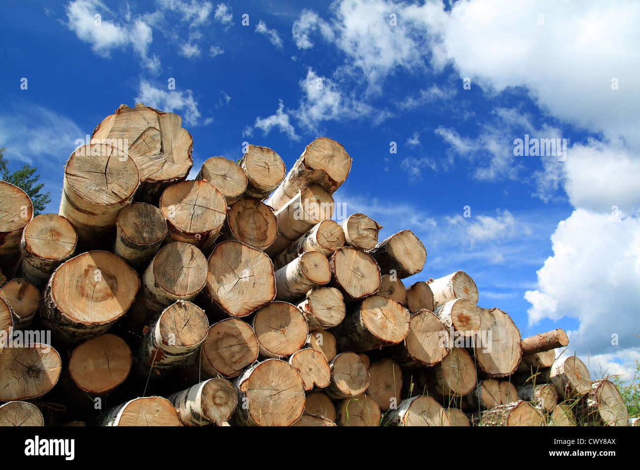 timber in a field near the forest Stock Photo - Alamy