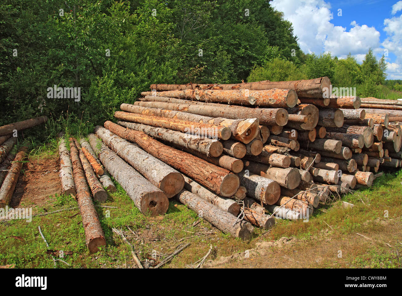 timber in a field near the forest Stock Photo - Alamy