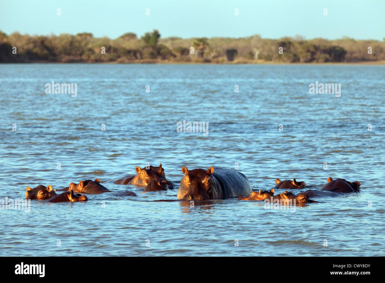 Hippos in Lake Manze, the Selous Game reserve Tanzania Africa Stock ...