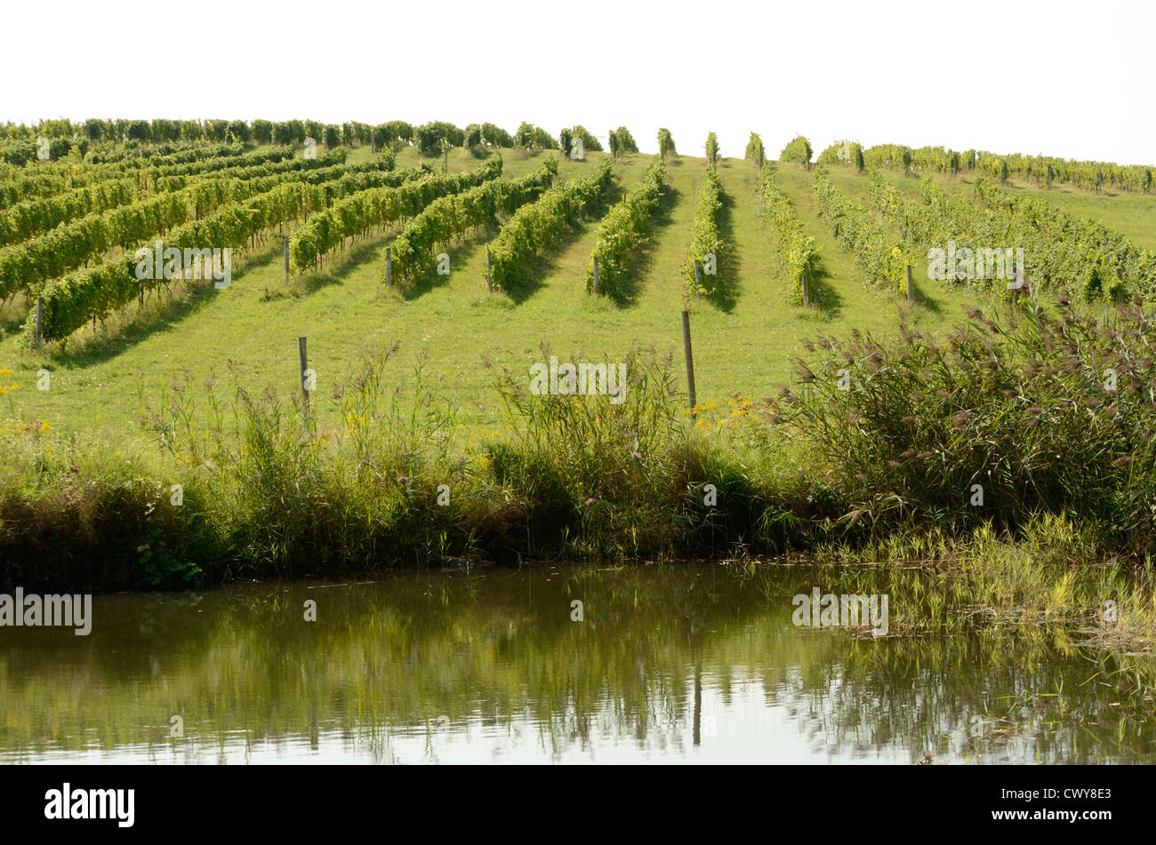 New york finger lakes vineyard hi-res stock photography and images - Alamy