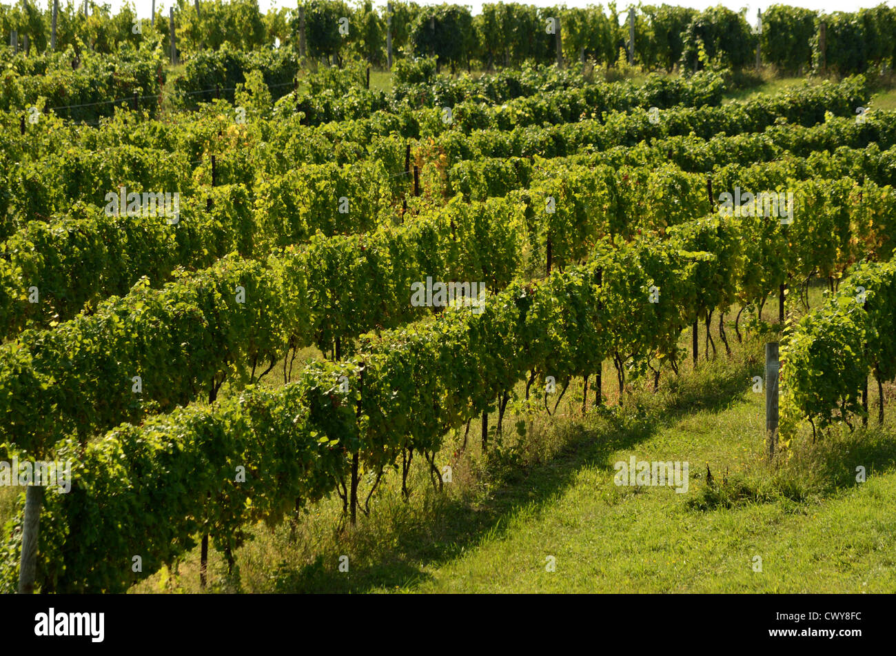 New York Vineyards in September Stock Photo - Alamy