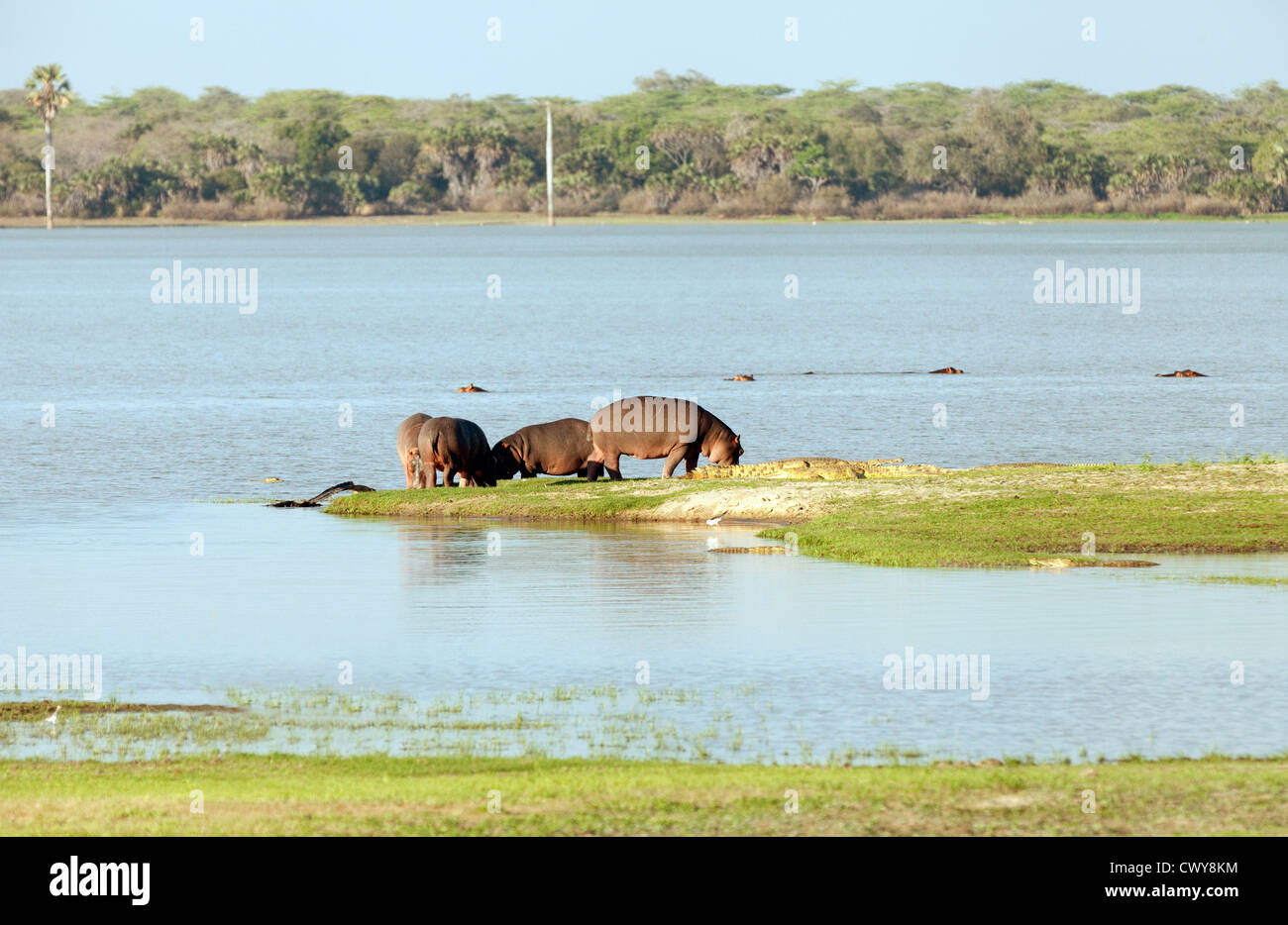Hippos and crocodiles by Lake Manze, Selous game reserve Tanzania ...