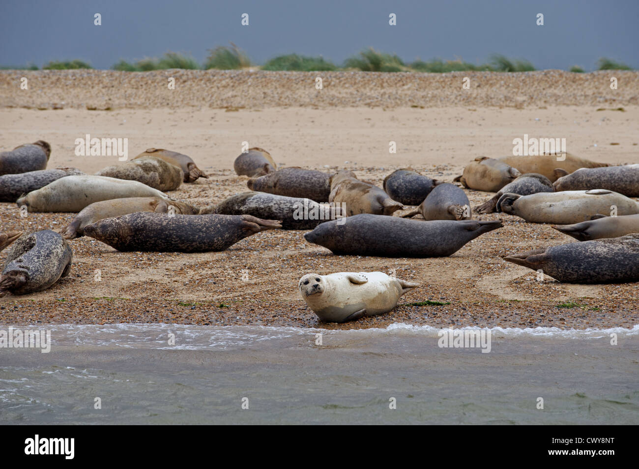English seals hi-res stock photography and images - Alamy