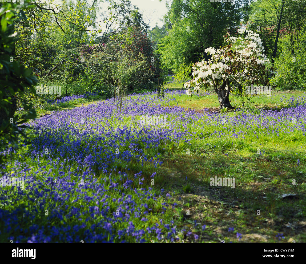 Springlike leafy green trees hi-res stock photography and images - Alamy