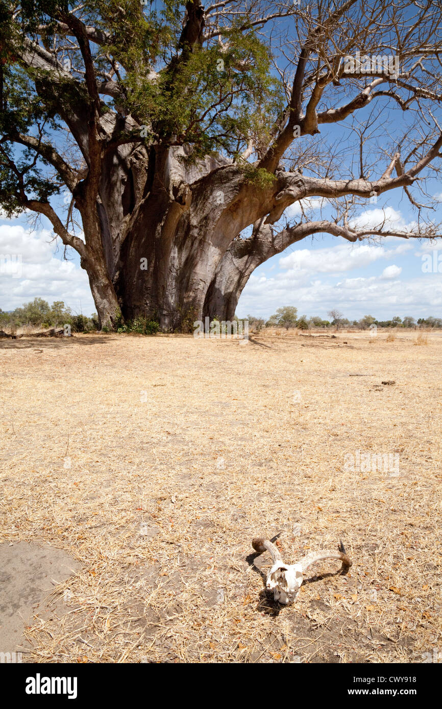 Baobab tree and the bleached skull of an impala, Selous Game Reserve ...