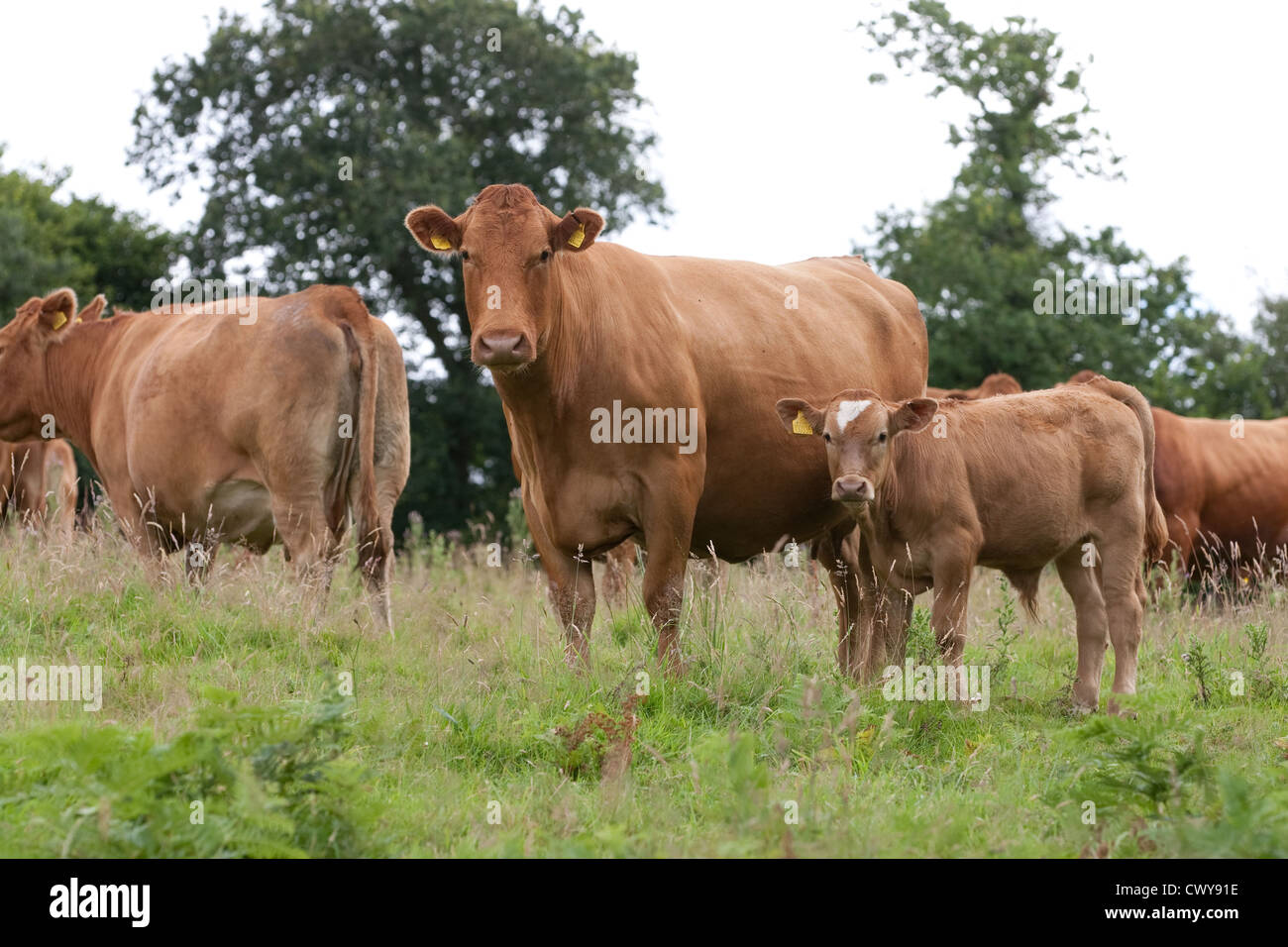 South devon cattle hi-res stock photography and images - Alamy
