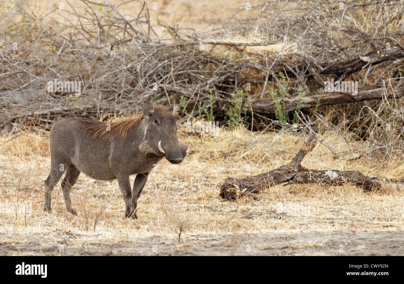 Adult female common warthog (Phacochoerus africanus); the Selous Game ...