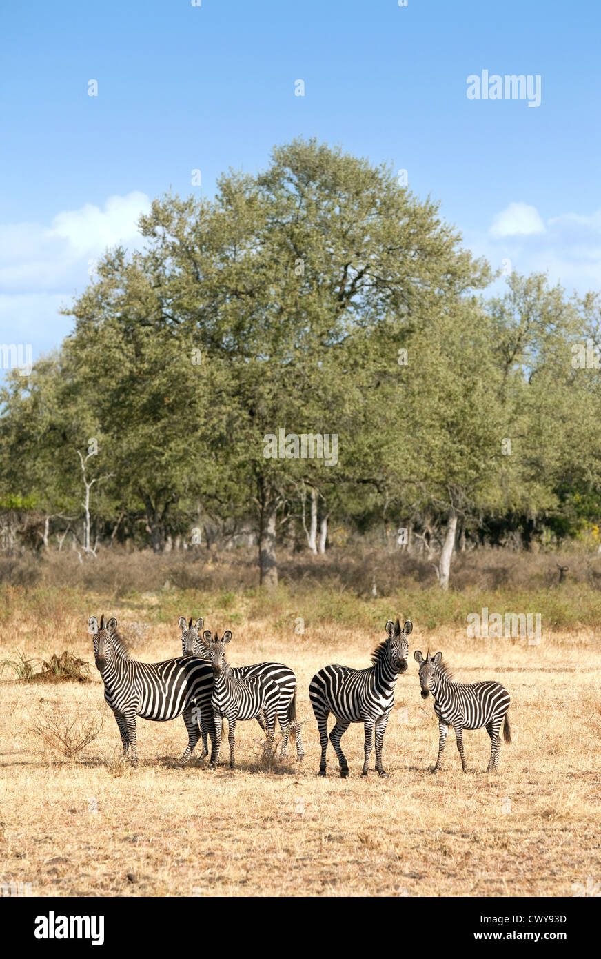 Selous zebra hi-res stock photography and images - Alamy