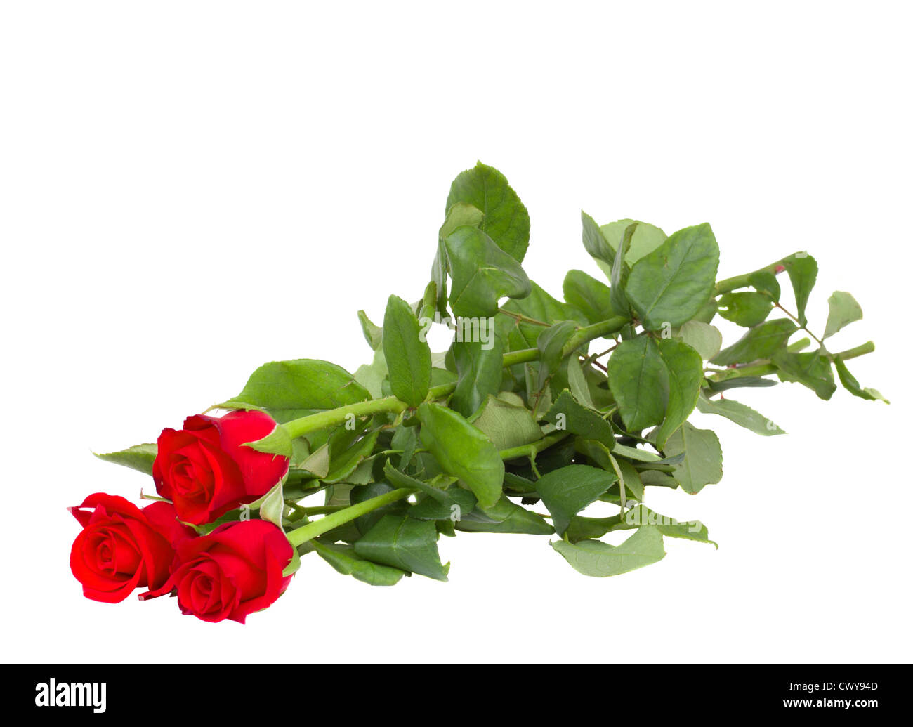three red roses isolated on white background Stock Photo - Alamy