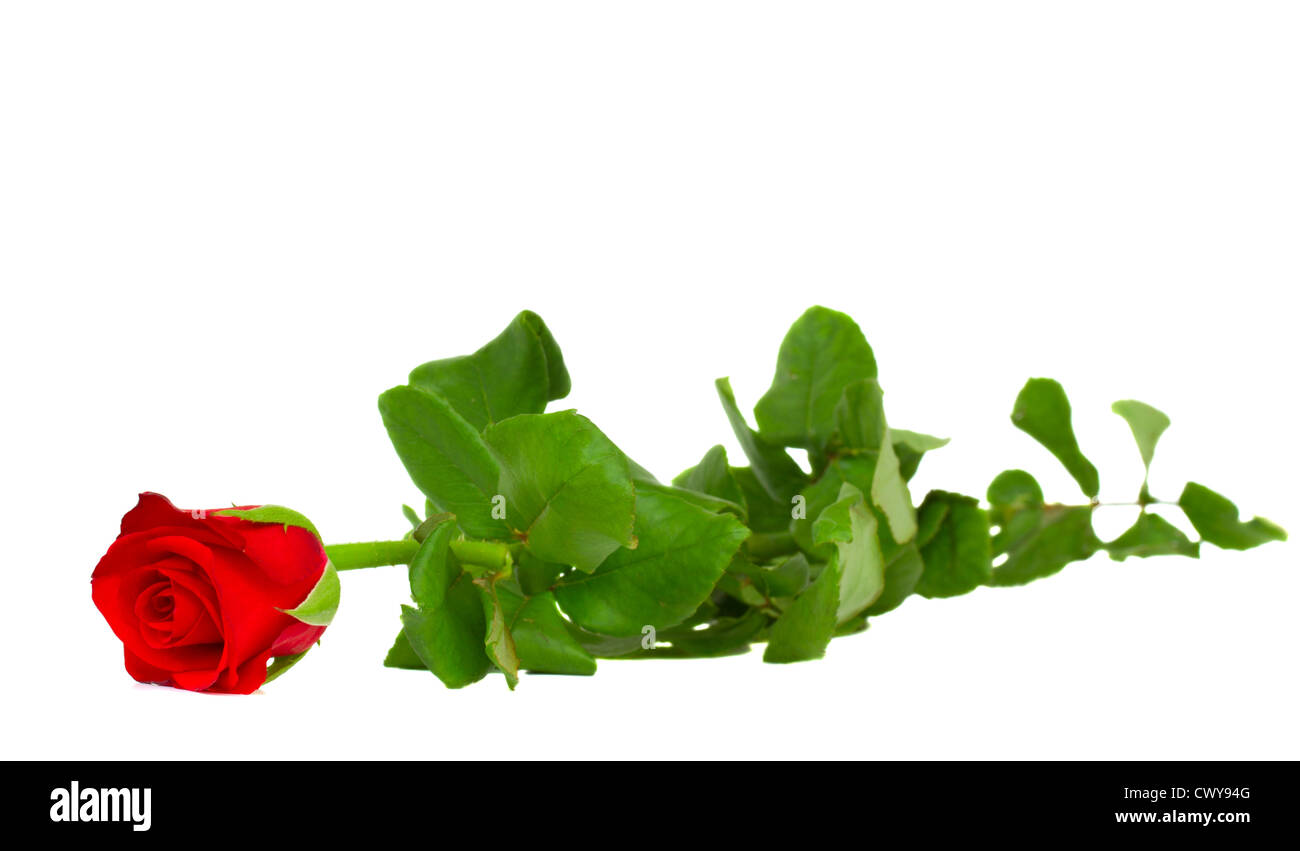 one red rose Stock Photo - Alamy