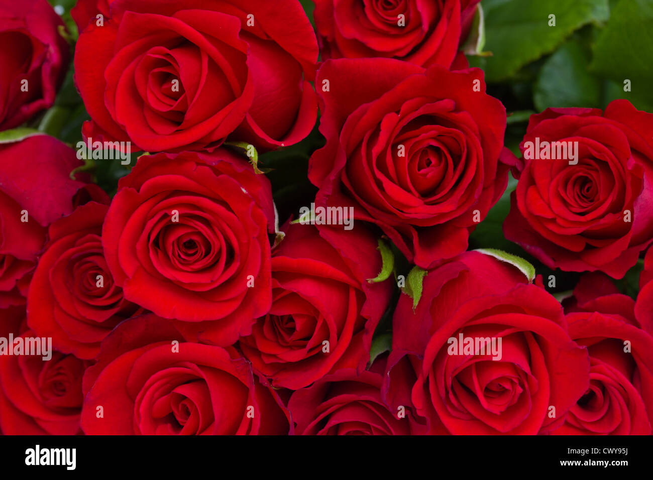 bouquet of red luxury roses close up Stock Photo - Alamy