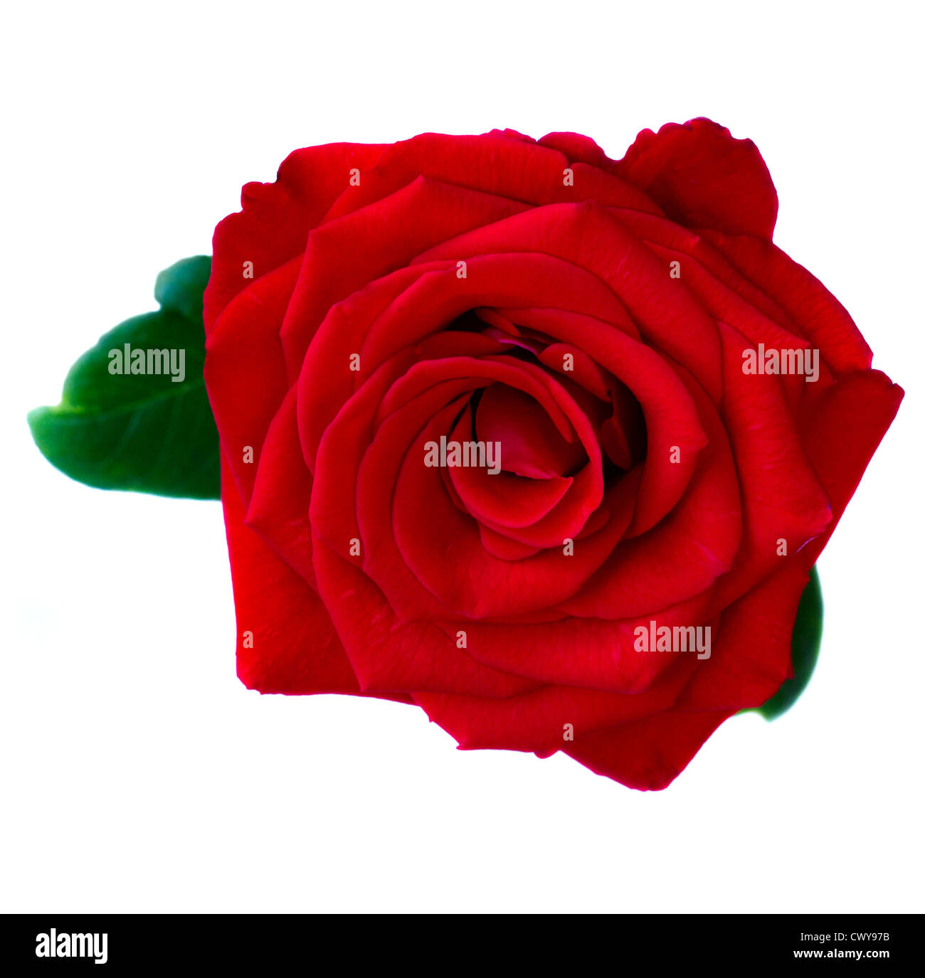one scarlet rose Stock Photo - Alamy