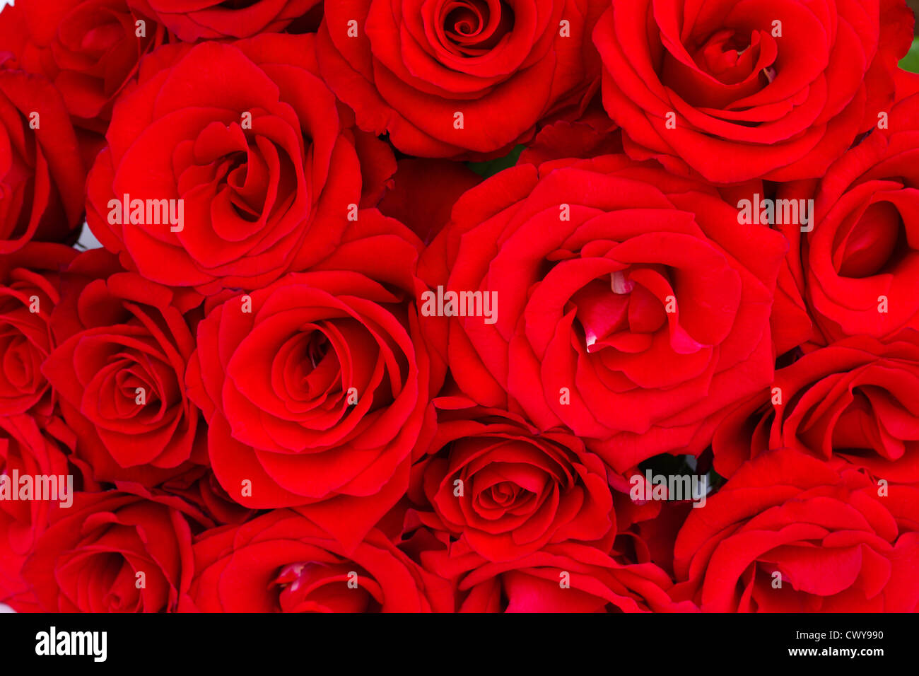 bouquet of red luxury roses close up Stock Photo - Alamy
