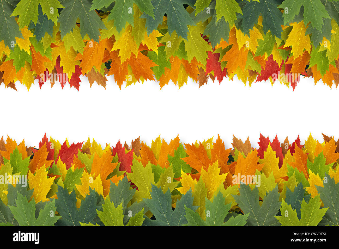 Fall Leaves Top Border