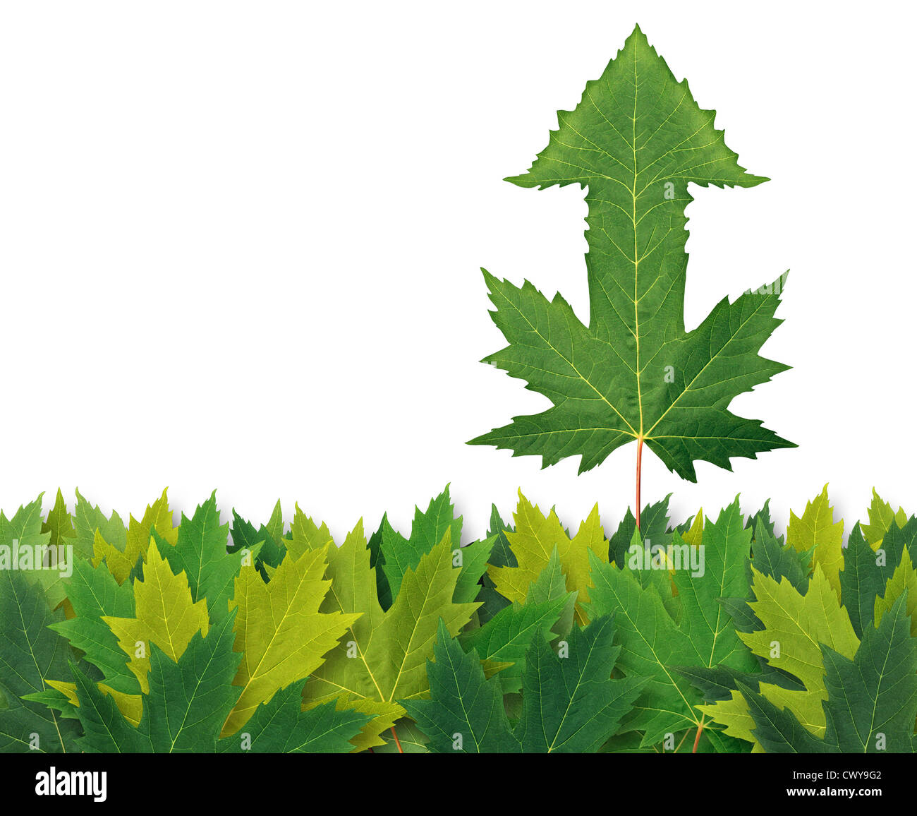 Arrow leaf hi-res stock photography and images - Alamy