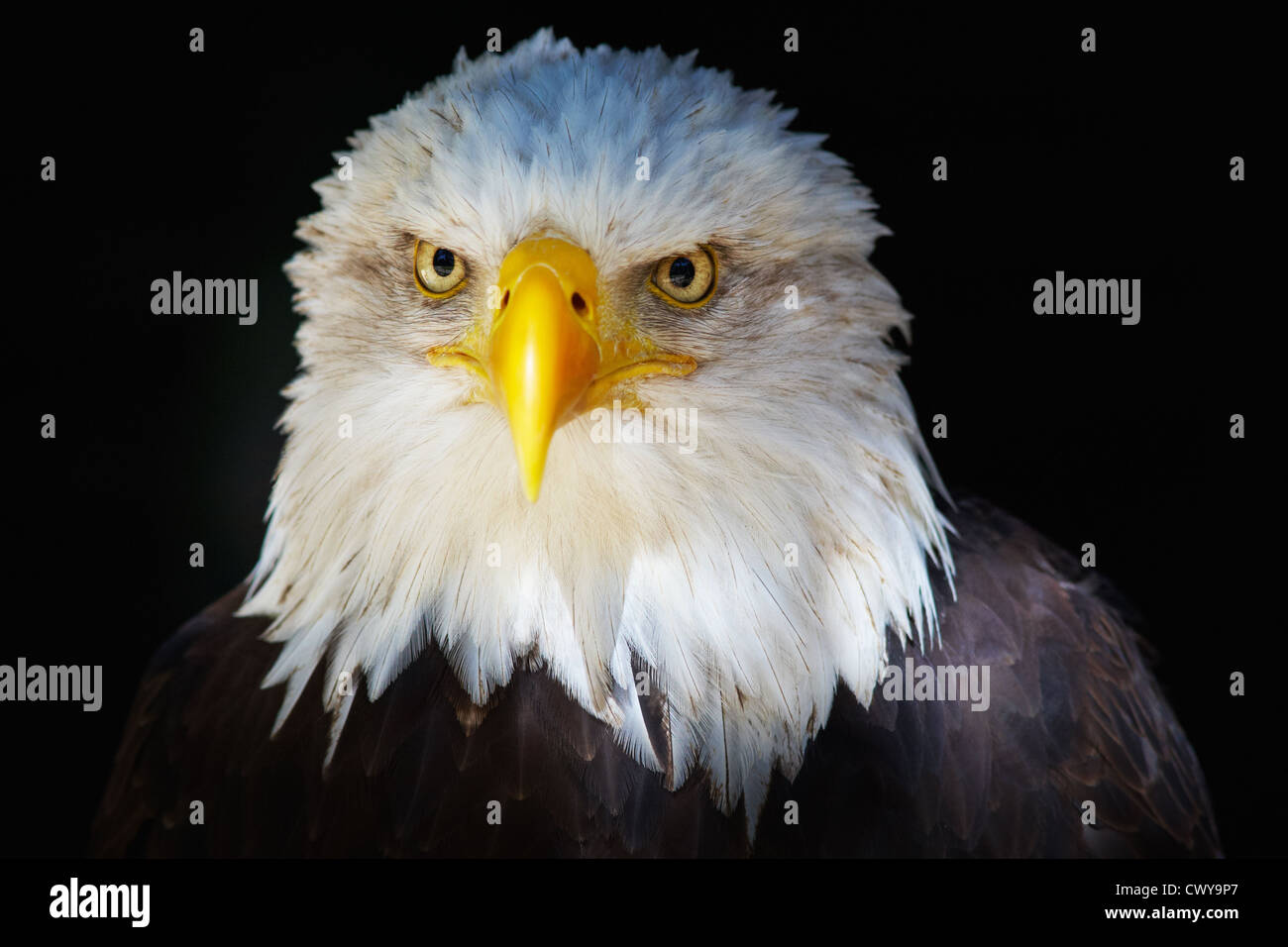 Bald eagle portrait on a dark background looking in the lens Stock ...