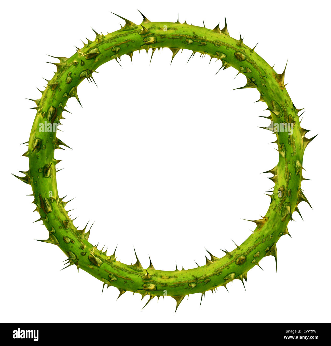 Crown of thorns as a circular plant branch frame with a blank area with ...
