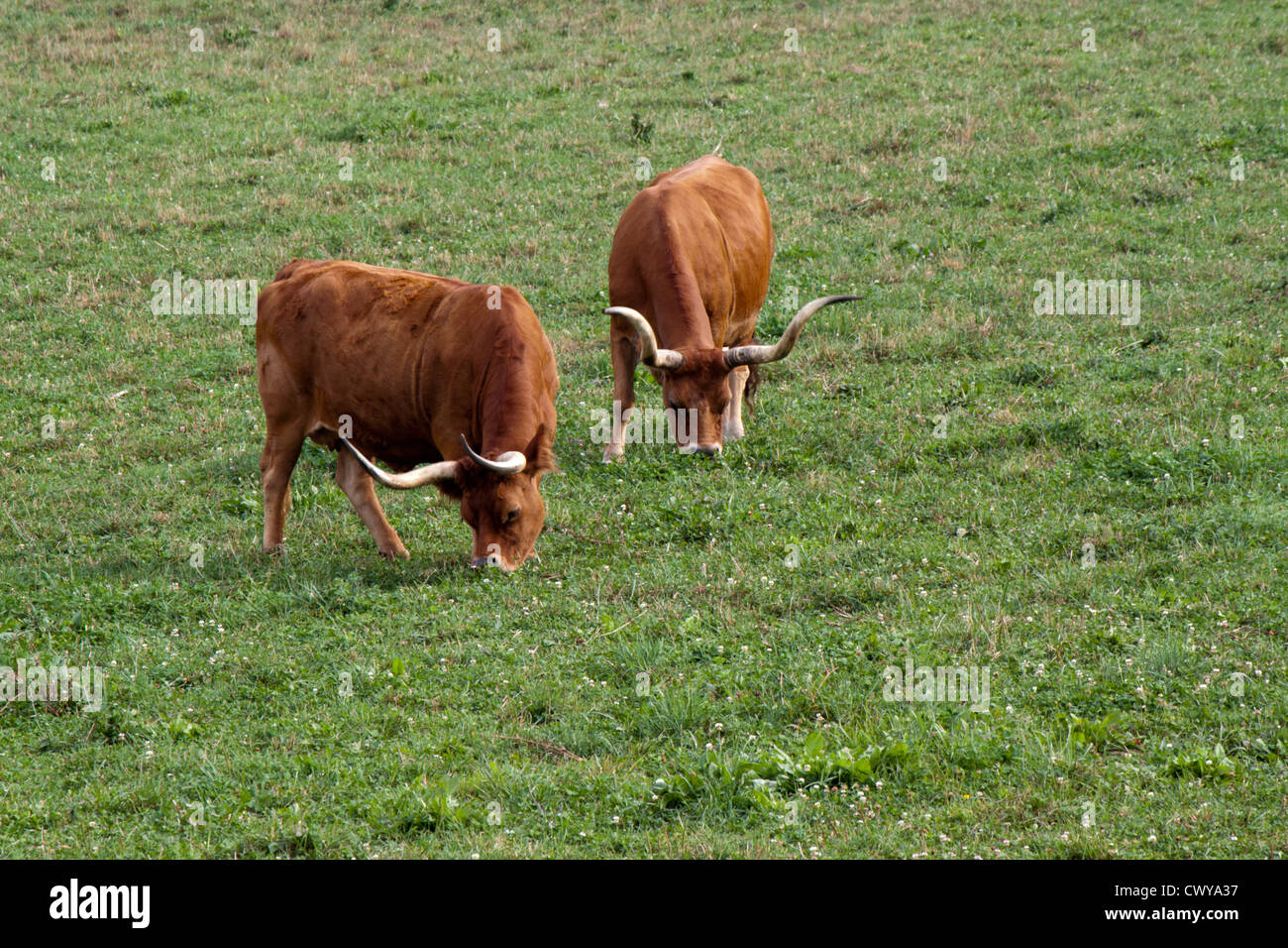Ox meat hi-res stock photography and images - Alamy