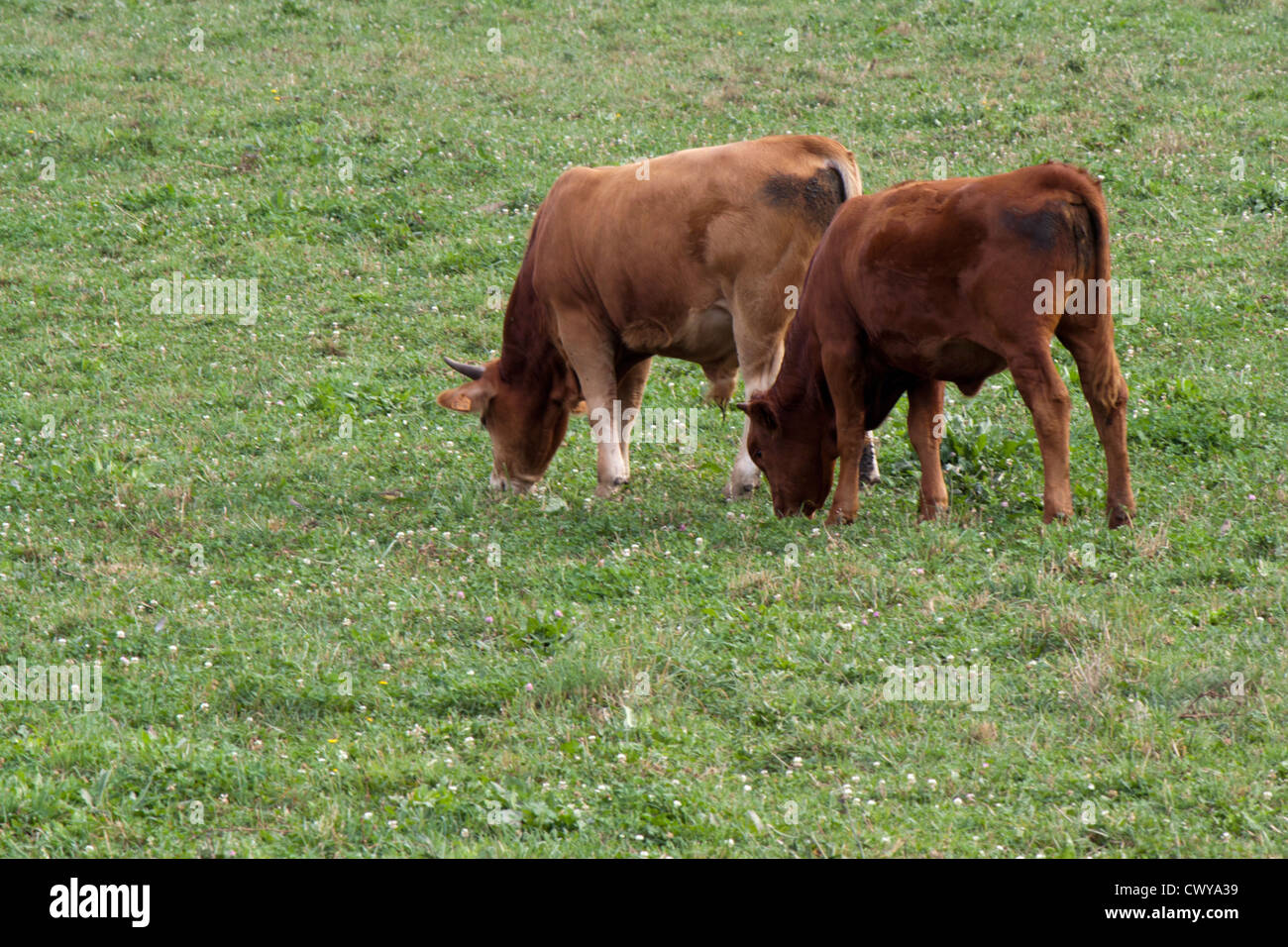 Cow and Ox in green pasture eating Stock Photo - Alamy