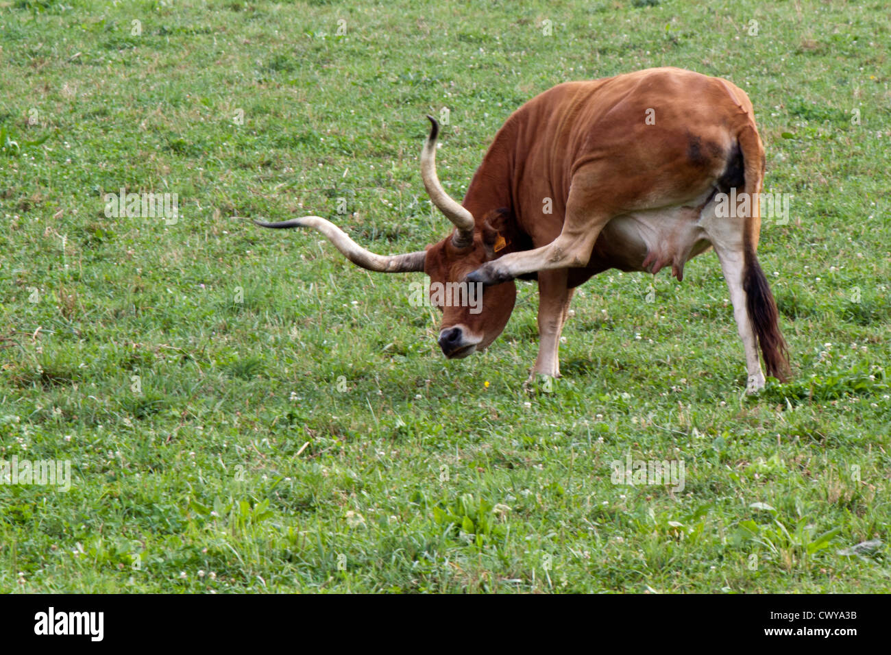 Ox in a green pasture Stock Photo - Alamy