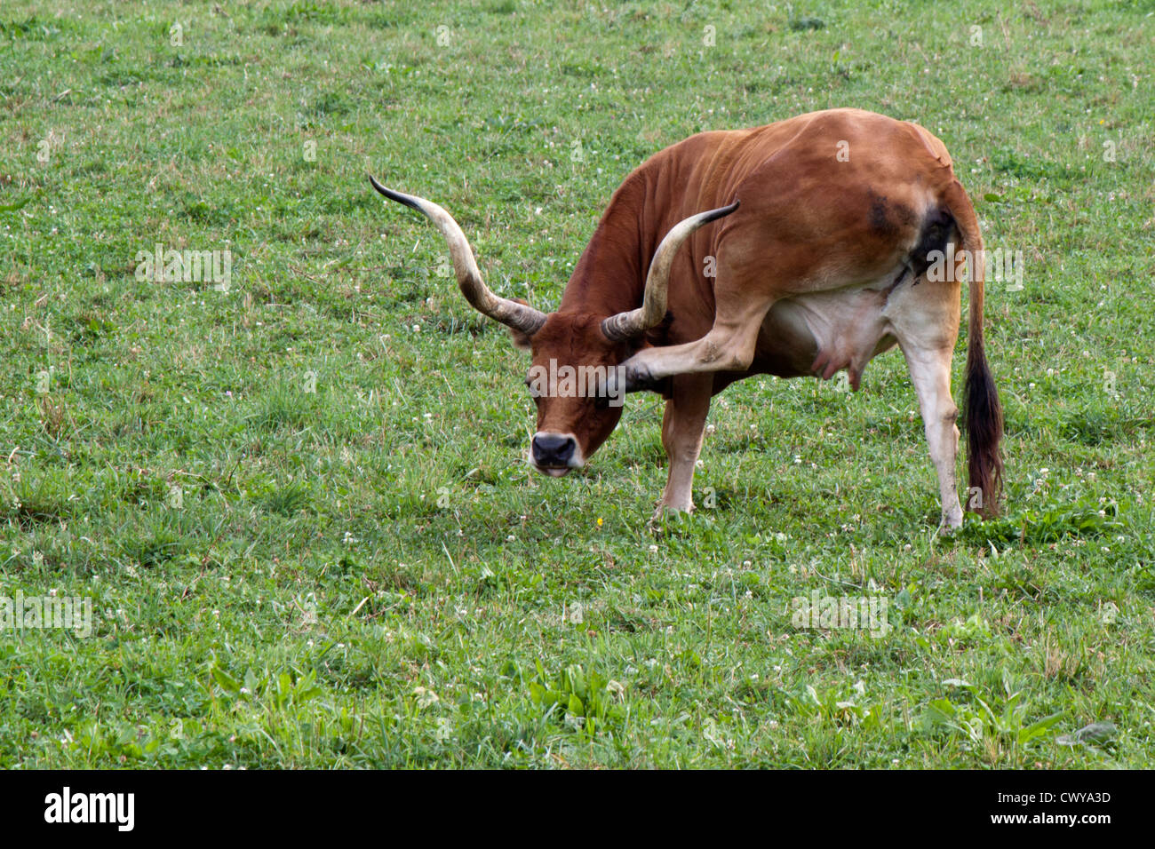 Ox in a green pasture Stock Photo - Alamy