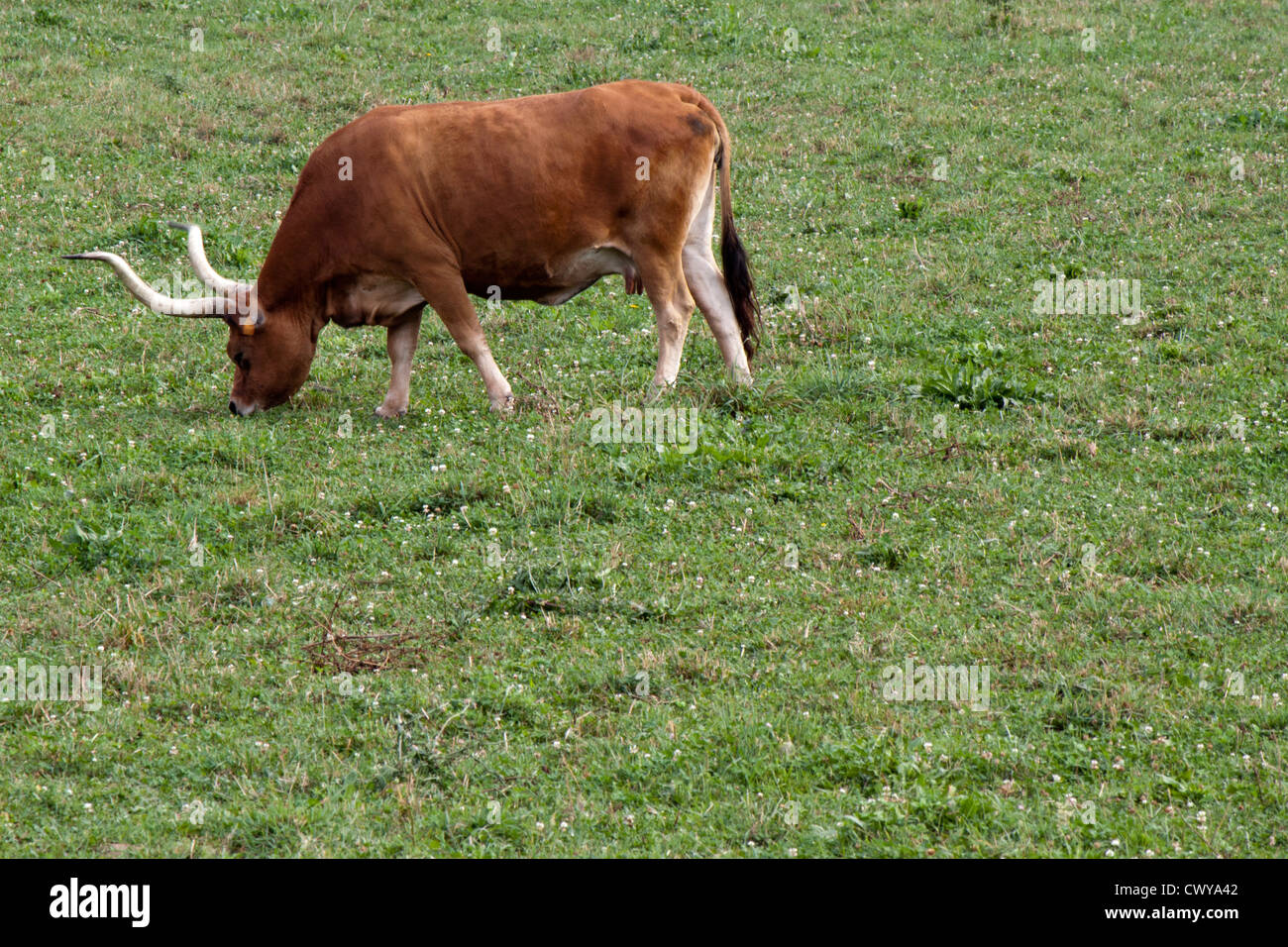 Ox horns hi-res stock photography and images - Alamy